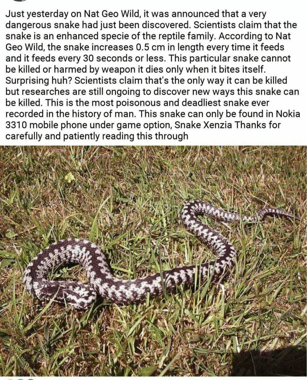 [SPAM] Snake Can Only be Found In Nokia 3310 Mobile Phone Under Game ...