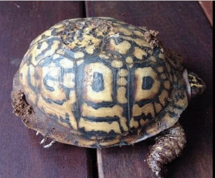 [VERIFIED] Turtle With The Word "GOD" Marking On Its Shell - Check4Spam